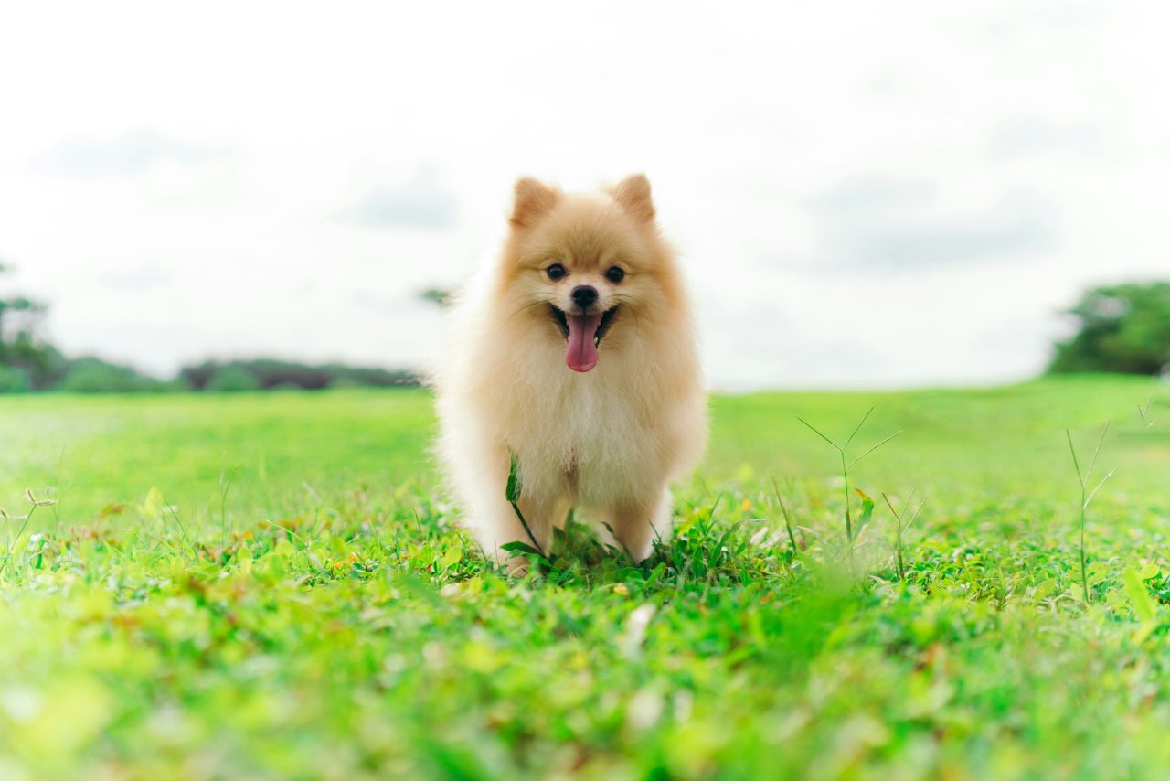 Pomeranian - Canis Prime